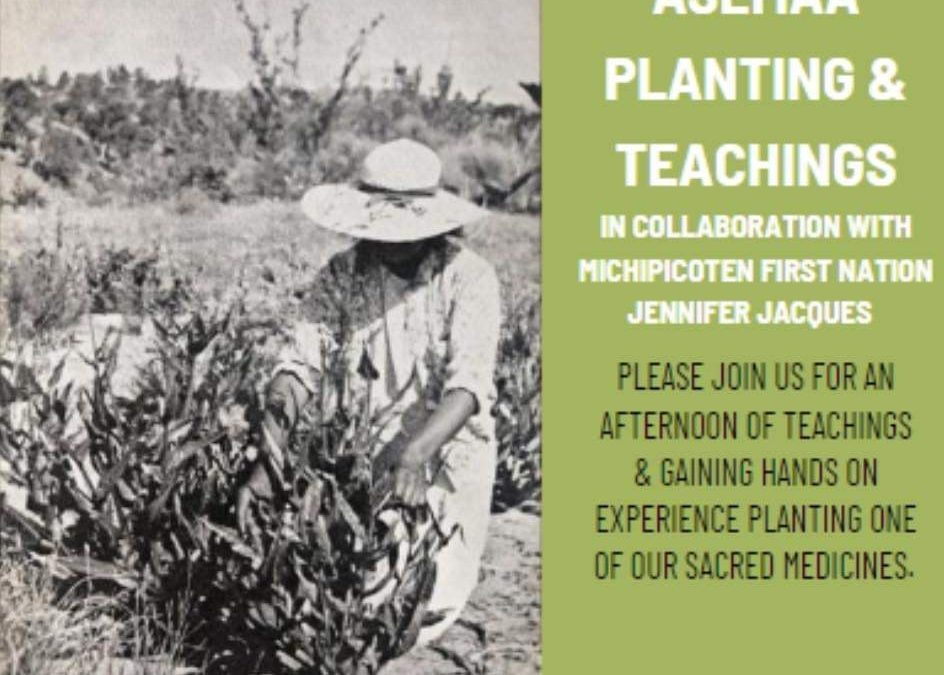 Tobacco Teachings – BHFN | Michipicoten First Nation